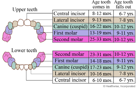 Eruption Chart For Children | Joshua A. Holcomb DDS Blog Joshua A ...